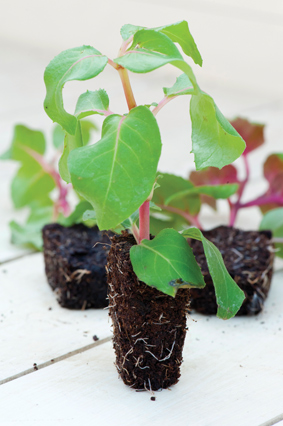 Plug plants - which size is best for you? - Blog at Thompson & Morgan