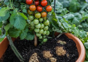 How to grow TomTato®