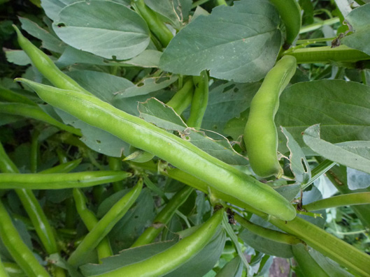The Rough Guide to Beans by Real Men Sow | Blog at Thompson & Morgan