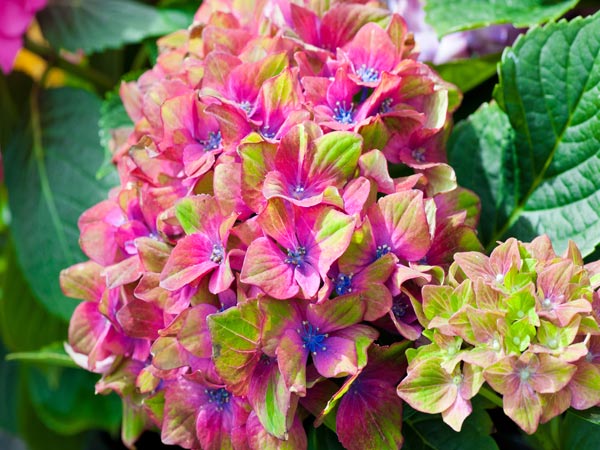 Hydrangea