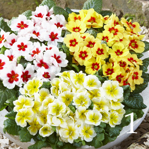 Autumn Plants Teaser