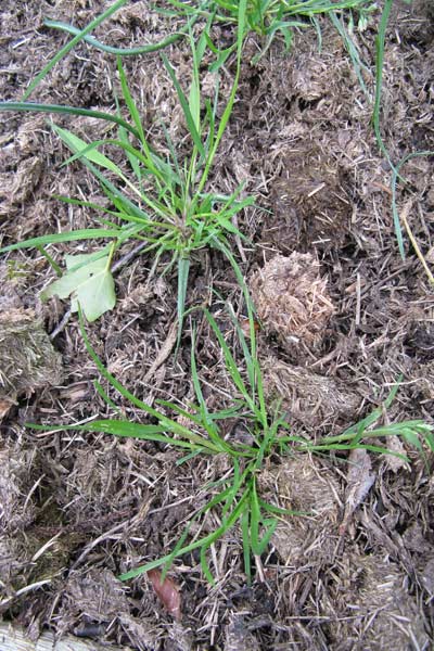 The war against weeds - part 2