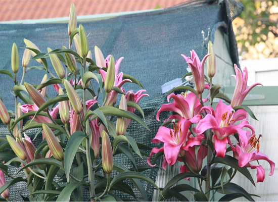 Tree lily - the perfect performers for time-strapped gardeners | Blog ...