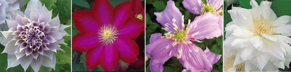 Clematis - how, when and where?