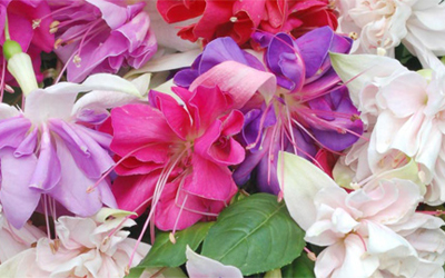 My Fuchsia Experience so far - by Lucas Hatch