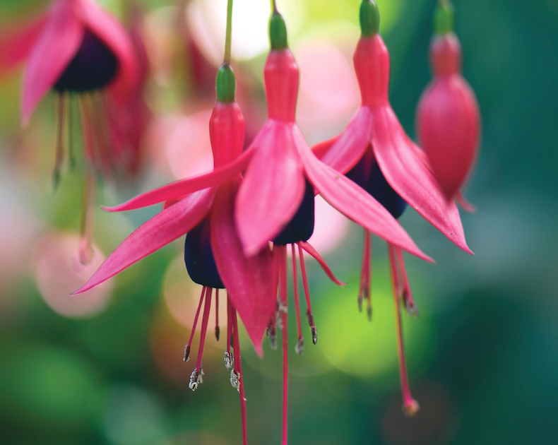 History of fuchsias