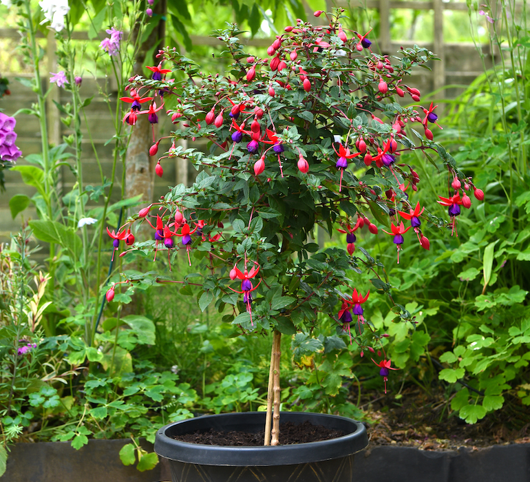 Growing a fuchsia standard