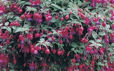 Fuchsias - The Big Bloomers