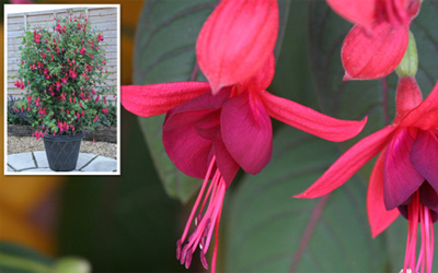 Growing a Standard Fuchsia - by Carol
