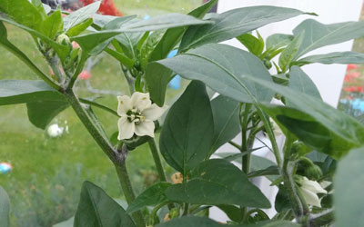 The importance of pot size when growing chillies