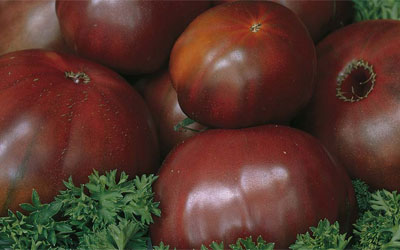 5 things you need to know about Tomatoes | Blog at Thompson & Morgan