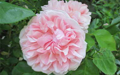 Planting Roses in Autumn | Blog at Thompson & Morgan