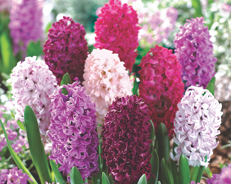 How to grow Hyacinth bulbs in water