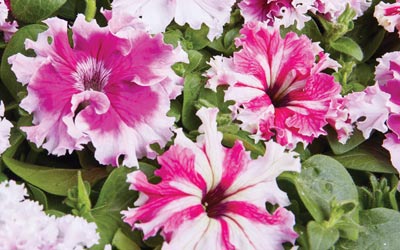 Getting the most from your petunias | Blog at Thompson & Morgan
