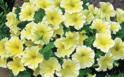 The history of the petunia