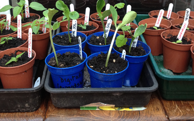 Seed sowing and potting plugs during April