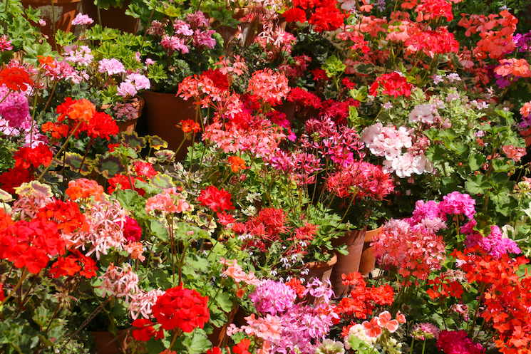 How to Overwinter Geraniums | Blog at Thompson & Morgan