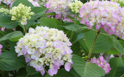 Hydrangeas - Michael Perry's favourites | Thompson & Morgan Blog