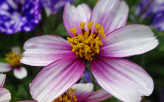 Geoff shows off his new plants