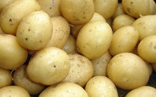 Potatoes – First earlies are great for beginners?