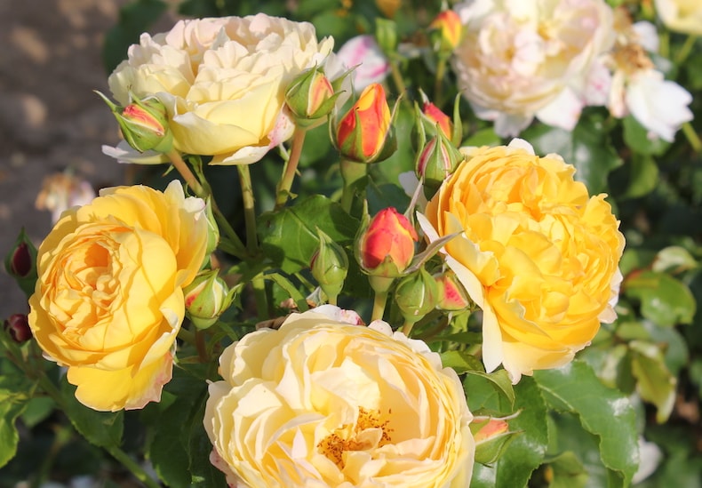 How to grow roses from seed?