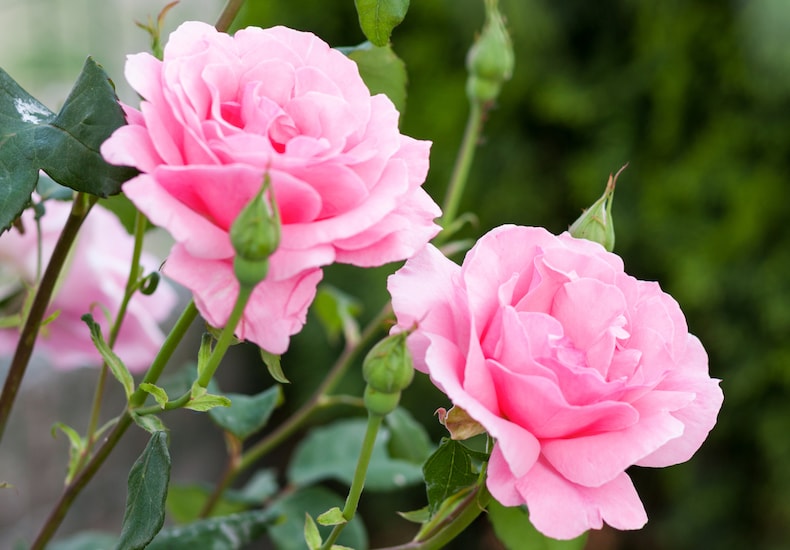 How to grow roses from seed?