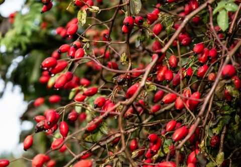 How to grow roses from seed?