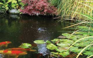 How to Choose The Best Plants to Compliment Your Pond