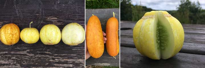 The Three C's - courgettes, cucumbers and cucamelons! | Blog at ...