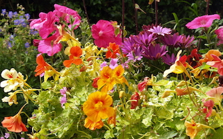 12 fabulous flower-growing bloggers