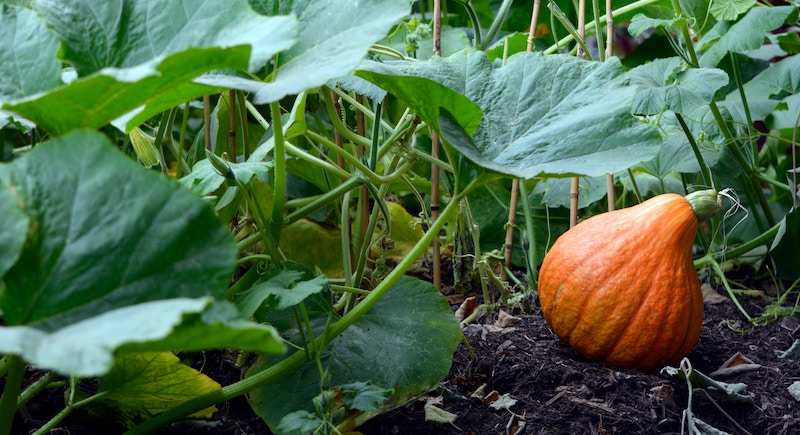 Veg growing tips from the experts