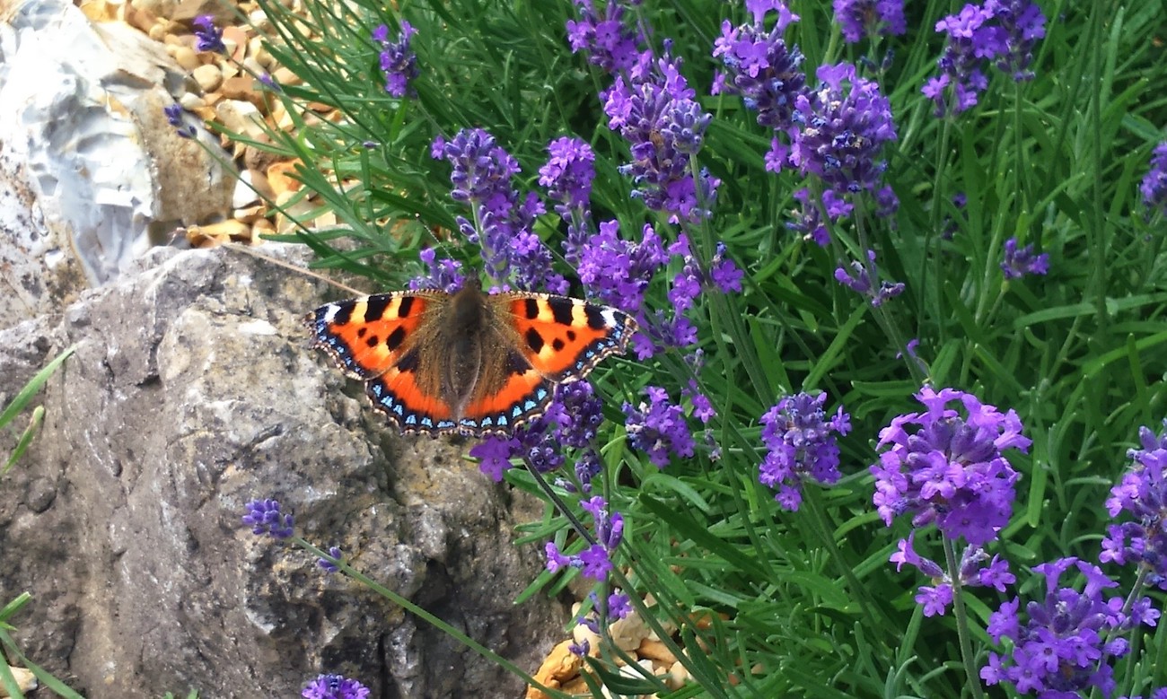 Perfect for pollinators