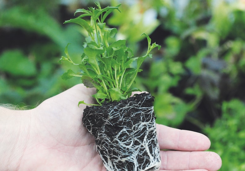 What to do when your plug plants arrive