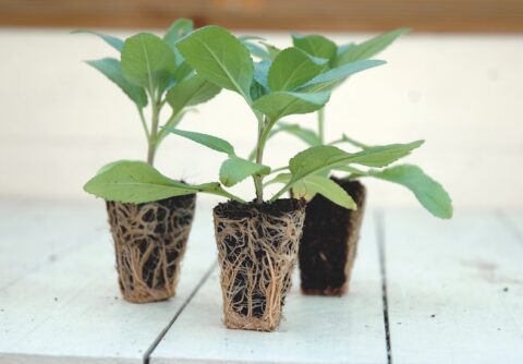 What to do when your plug plants arrive