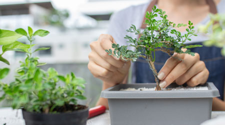 Essential tips for growing indoor bonsai trees | Thompson & Morgan Blog ...