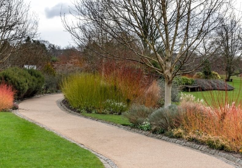 Best plants and flowers for winter colour
