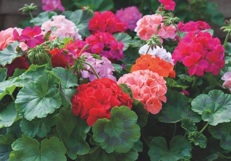 Geraniums (pelargoniums) masterclass: best expert content