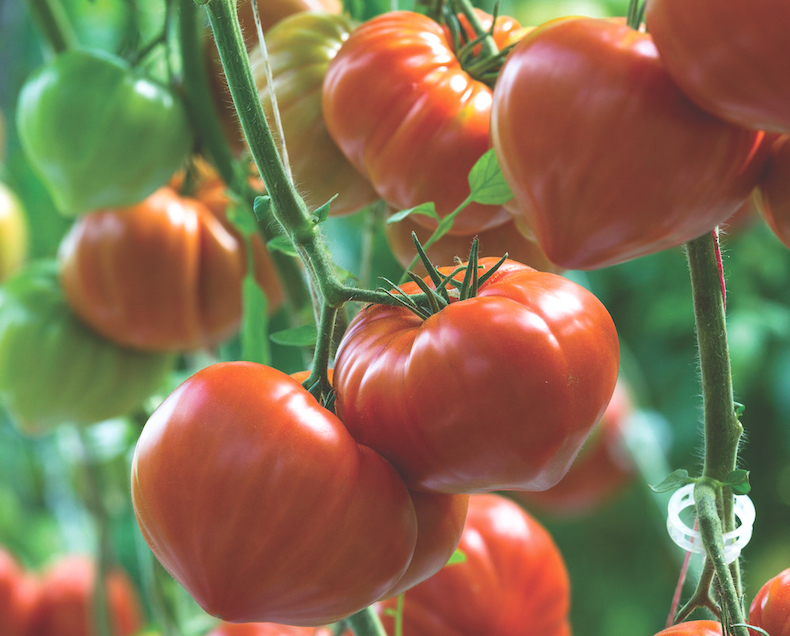 Tomatoes masterclass: best expert content | Thompson & Morgan Blog