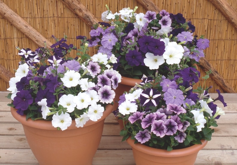 Petunia masterclass: best expert content