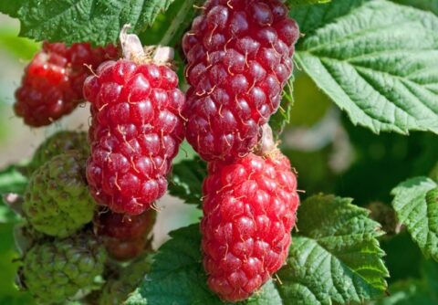 Fruit masterclass: best expert content