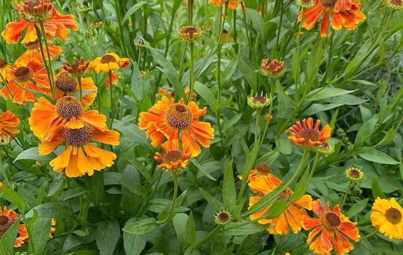 Perennials masterclass: best expert content