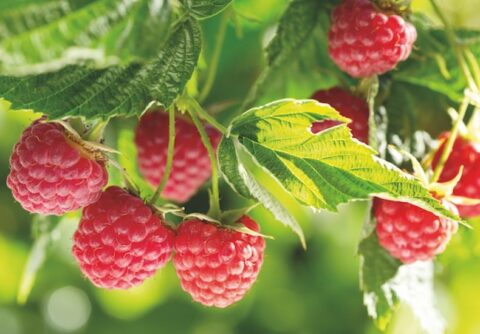 Fruit masterclass: best expert content