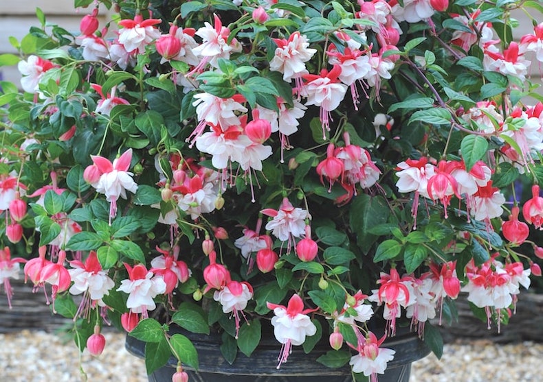 How to pinch out fuchsias