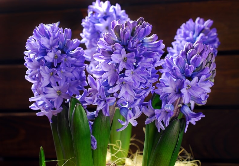 How to grow Hyacinth bulbs in water