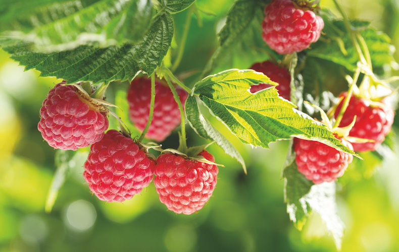 Raspberry masterclass: best expert content