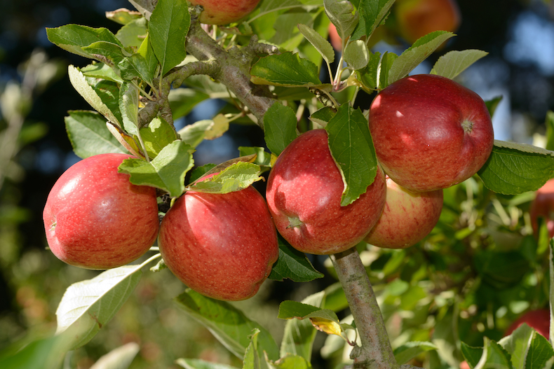 Apples masterclass: best expert content