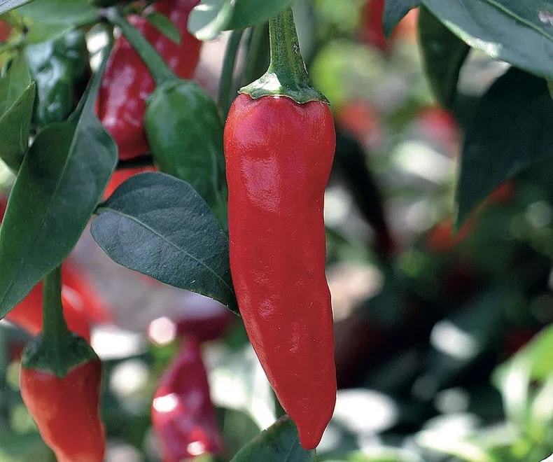 Chillies and sweet peppers masterclass: best expert content