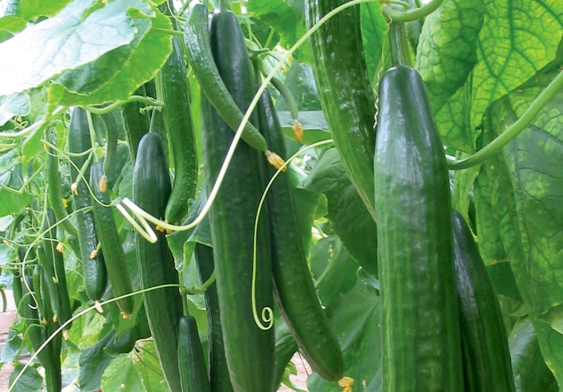 Cucumbers masterclass: best expert content