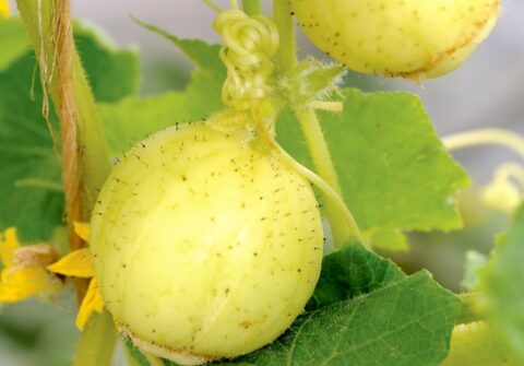 Cucumbers masterclass: best expert content