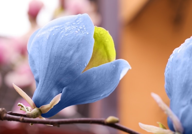 Magnificent Magnolias
